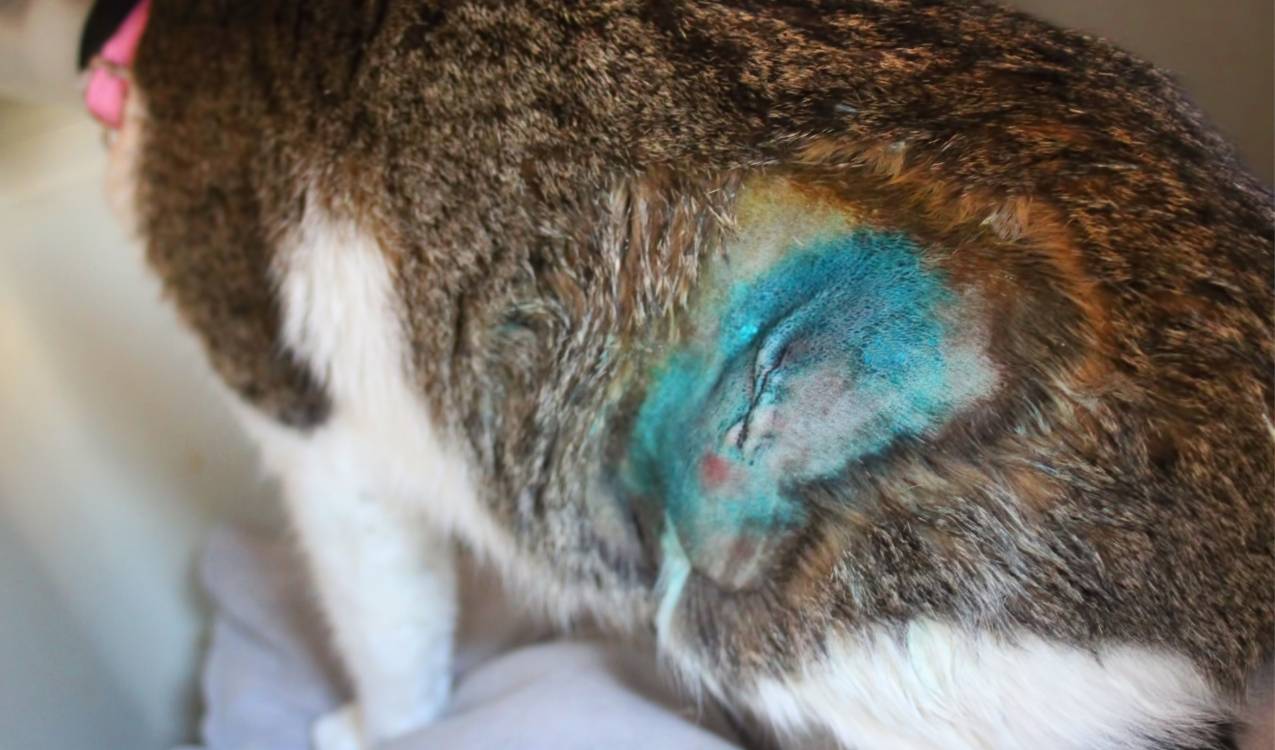 Dişi Kedi Kısırlaştırma | Zeytinburnu Loca Veteriner